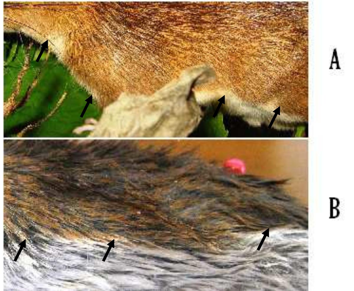 Sharp demarcation between dorsal and ventral coat of m.