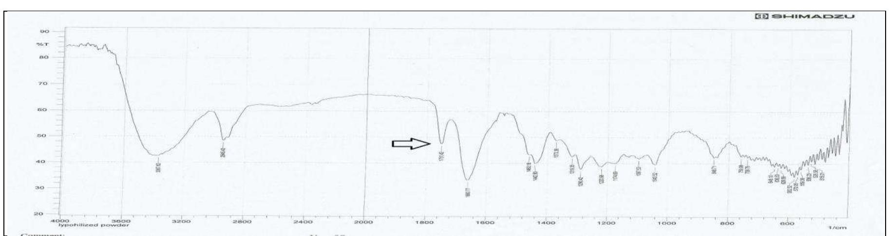 C: ftir spectrum of lyophilized powder