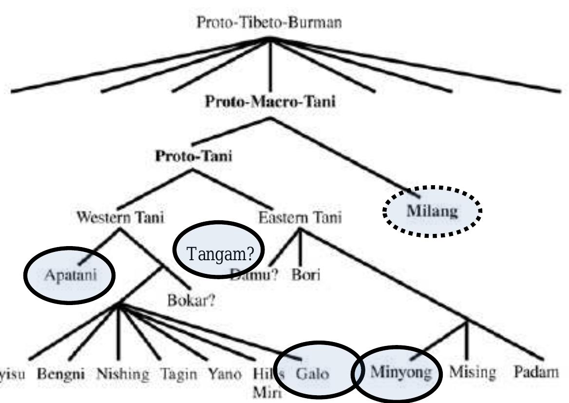 provisional tani stammbaum, based on post and modi (2011),