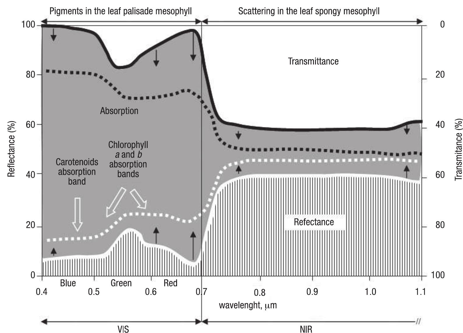 Change in canopy absorption, reflectance and transmittance.