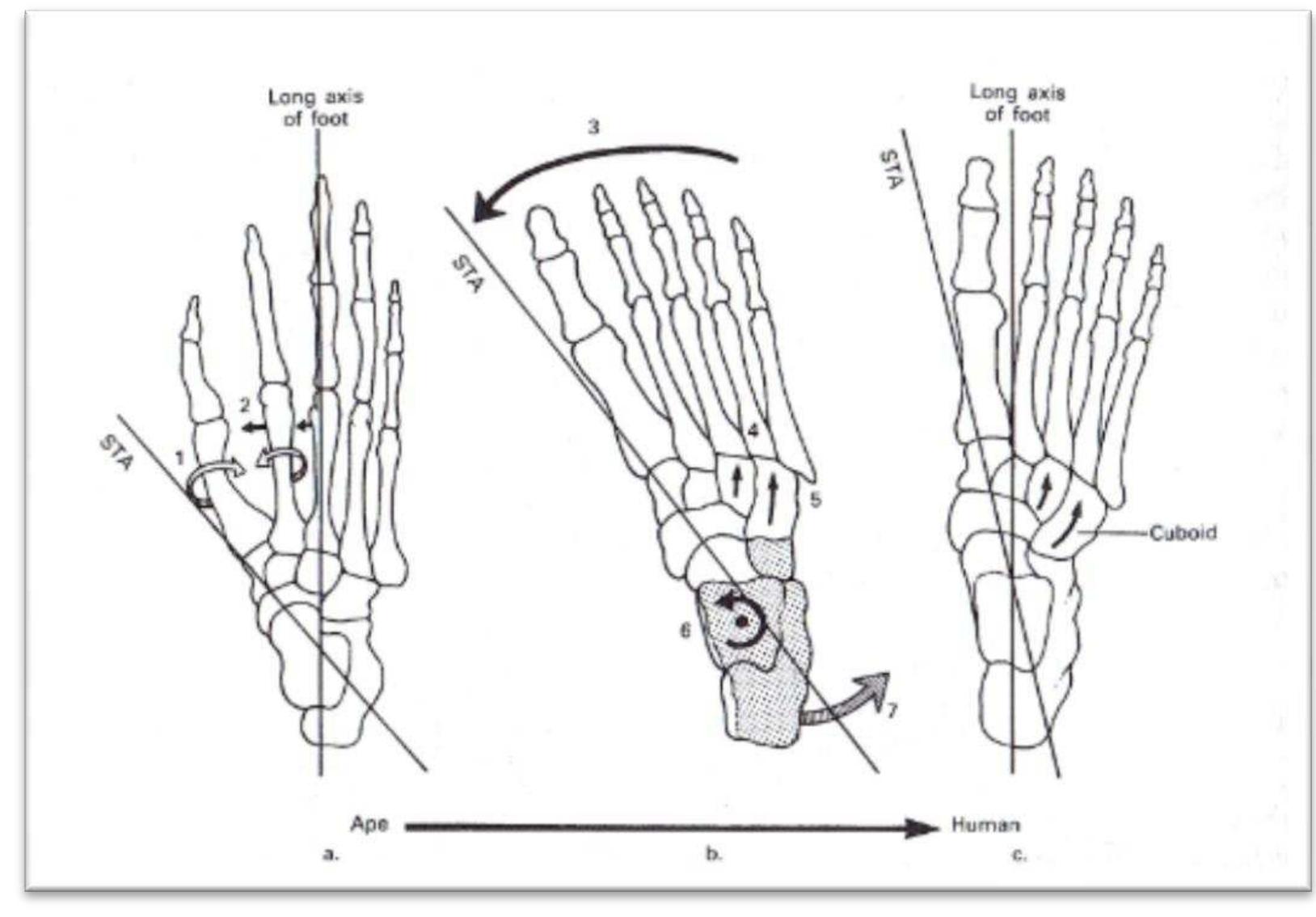 Figure 6 - The Functional Morphology of the Hominid Foot.