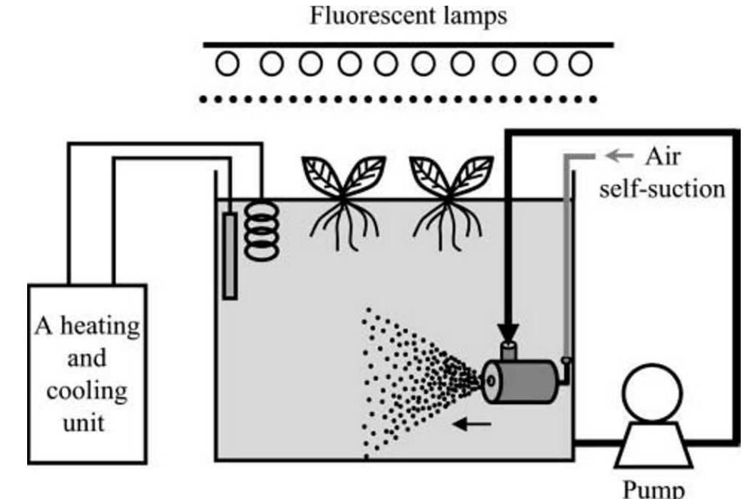 Schematic diagram of deep flow technique hydroponics culture