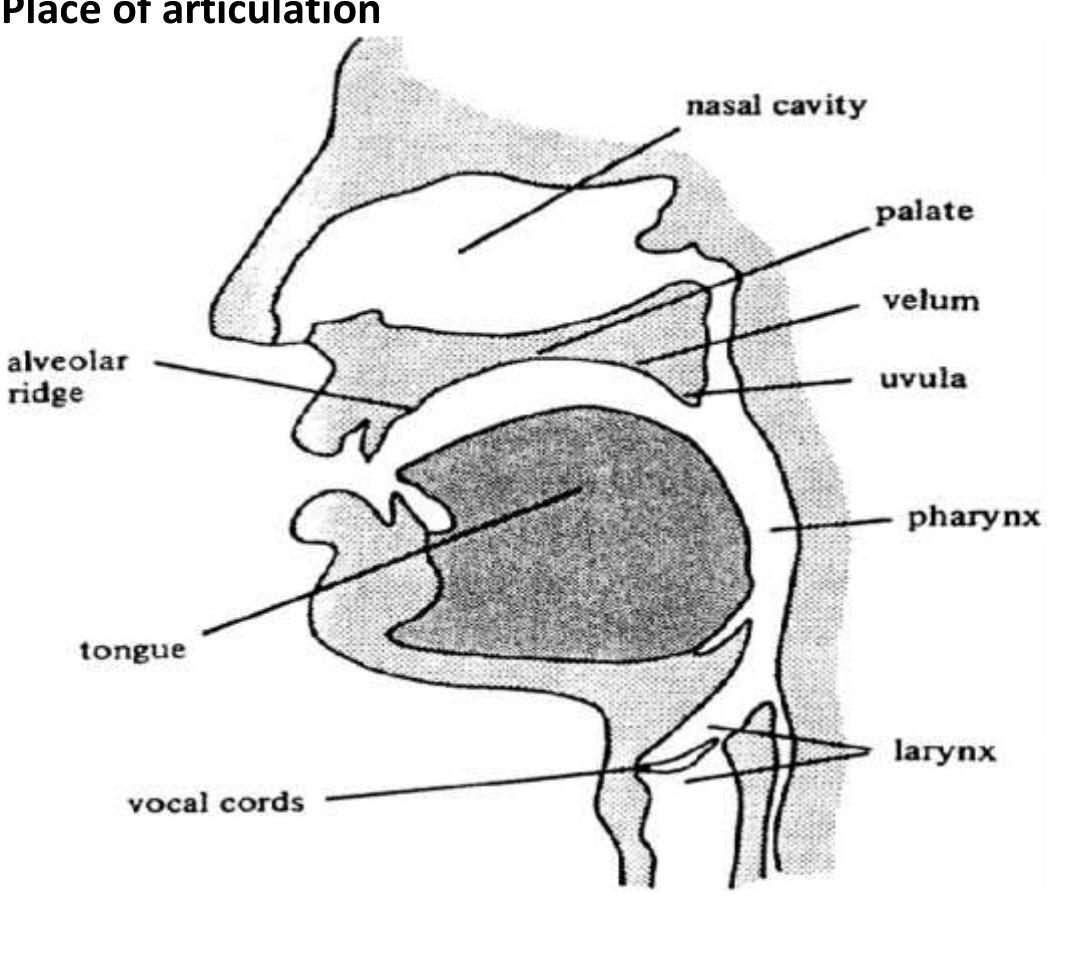 Bilabials these are sounds formed using both (= bi) upper
