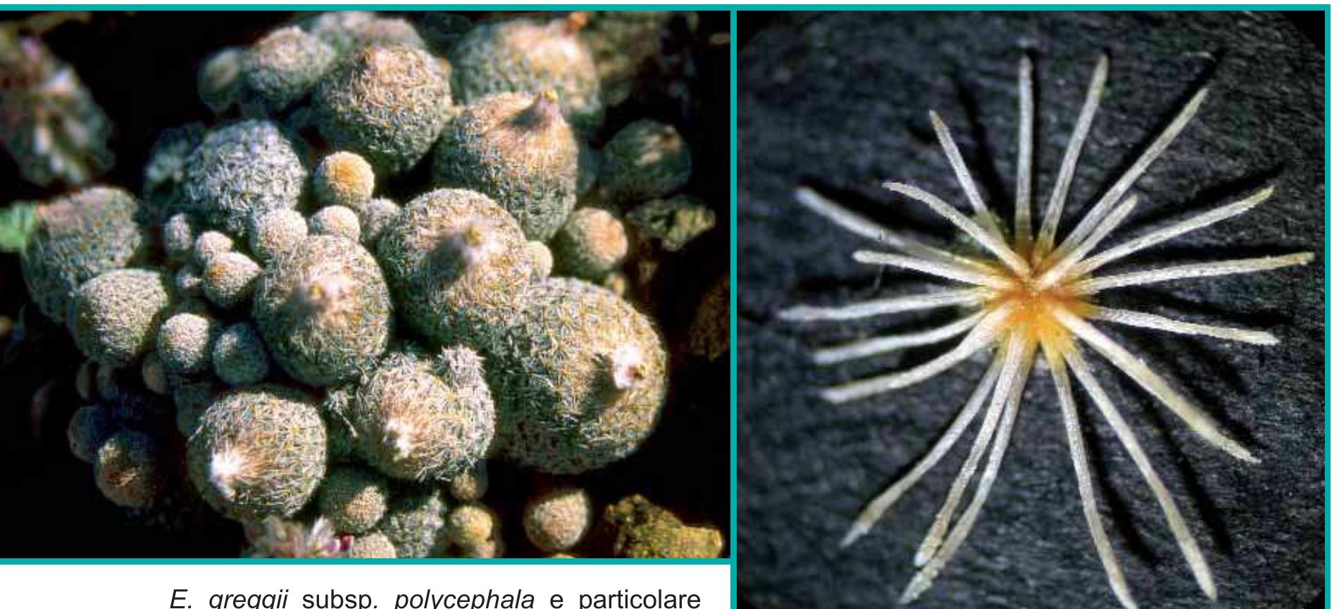 Scisti a reazione neutra o basica, estremamente