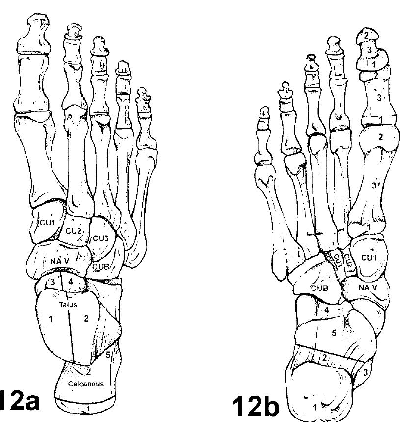 The foot and ankle: (a) dorsal view; (b) plantar view.