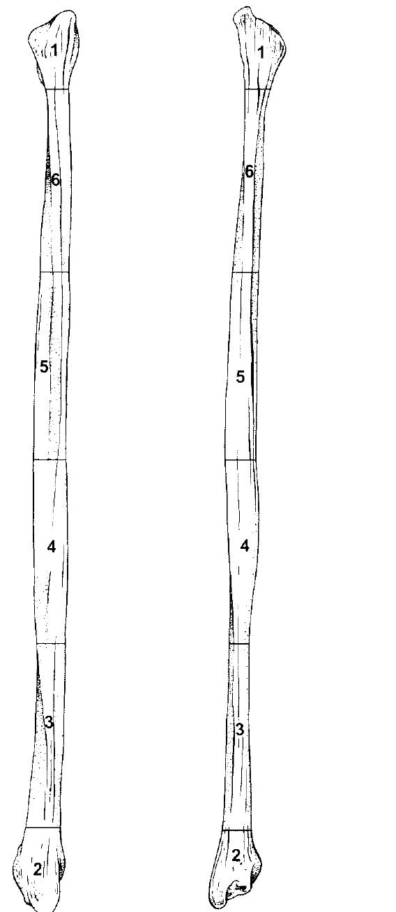Fibula, anterior and posterior views: 1— the proximal end,