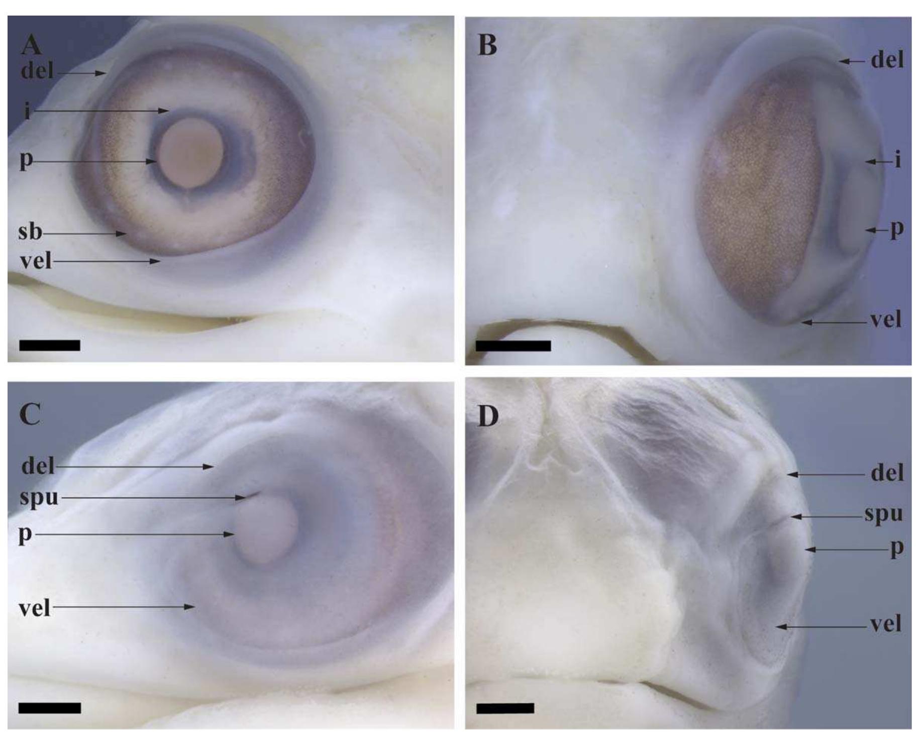 Embryonic development of the eye in micrablepharus