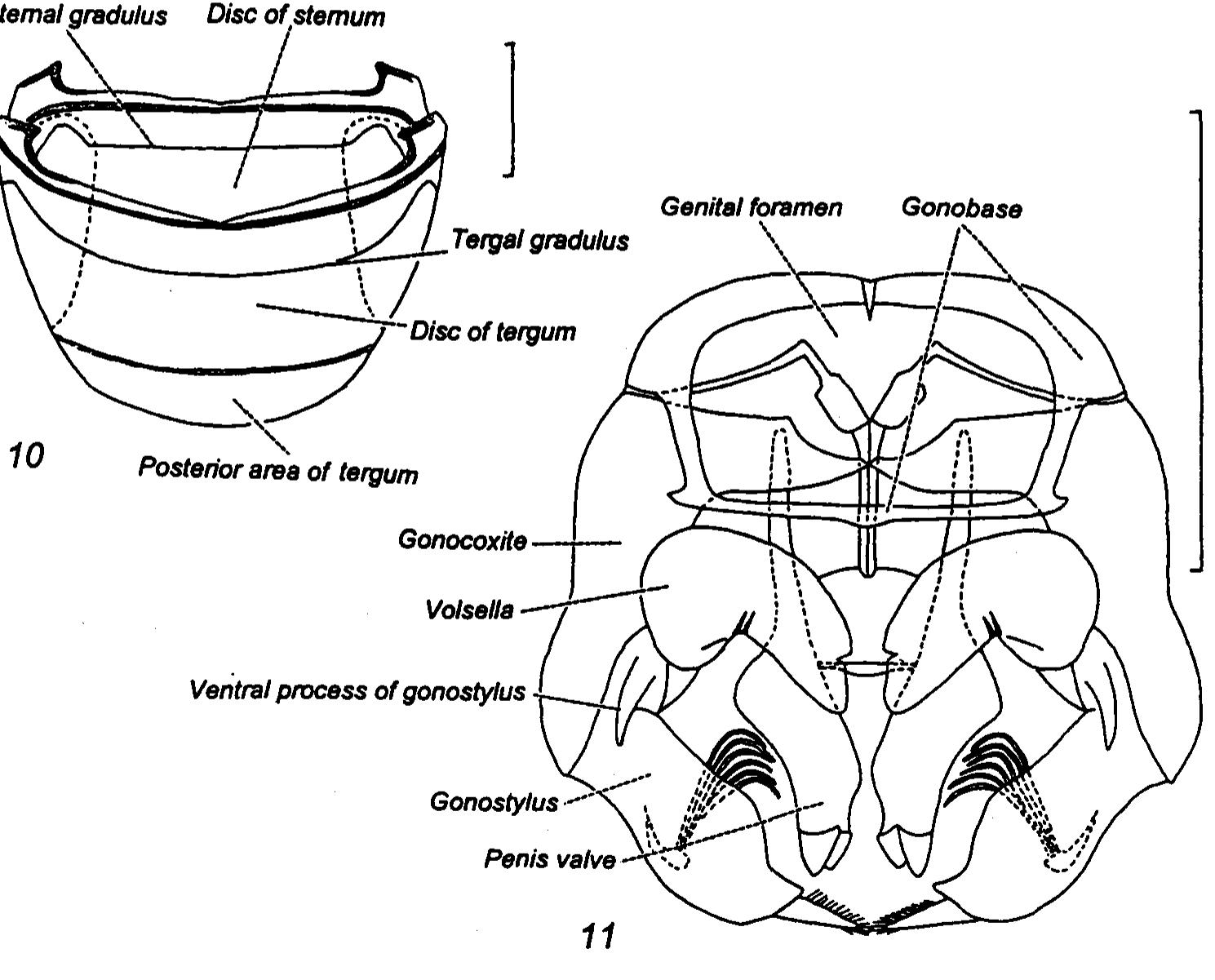 S. 10, 11. diagrams of structures of the metasoma of a
