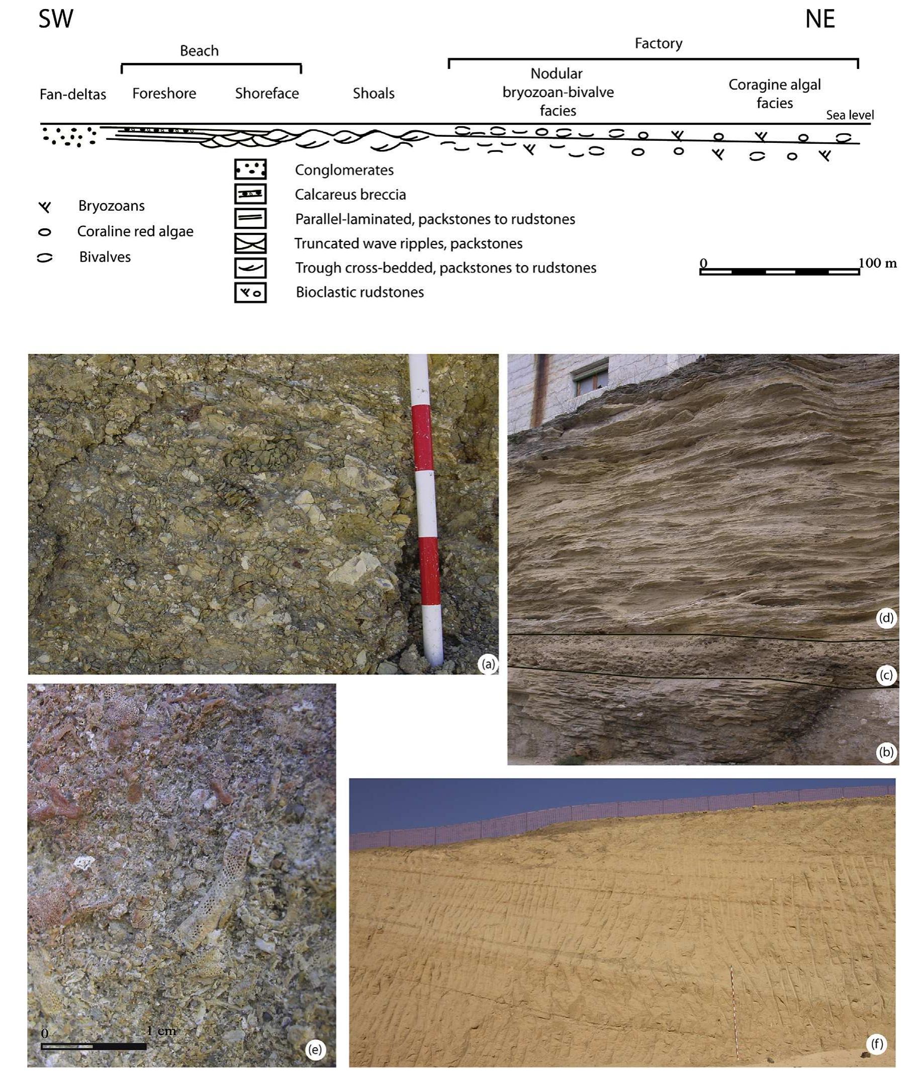 Diagram of a soft platform of temperate carbonates from