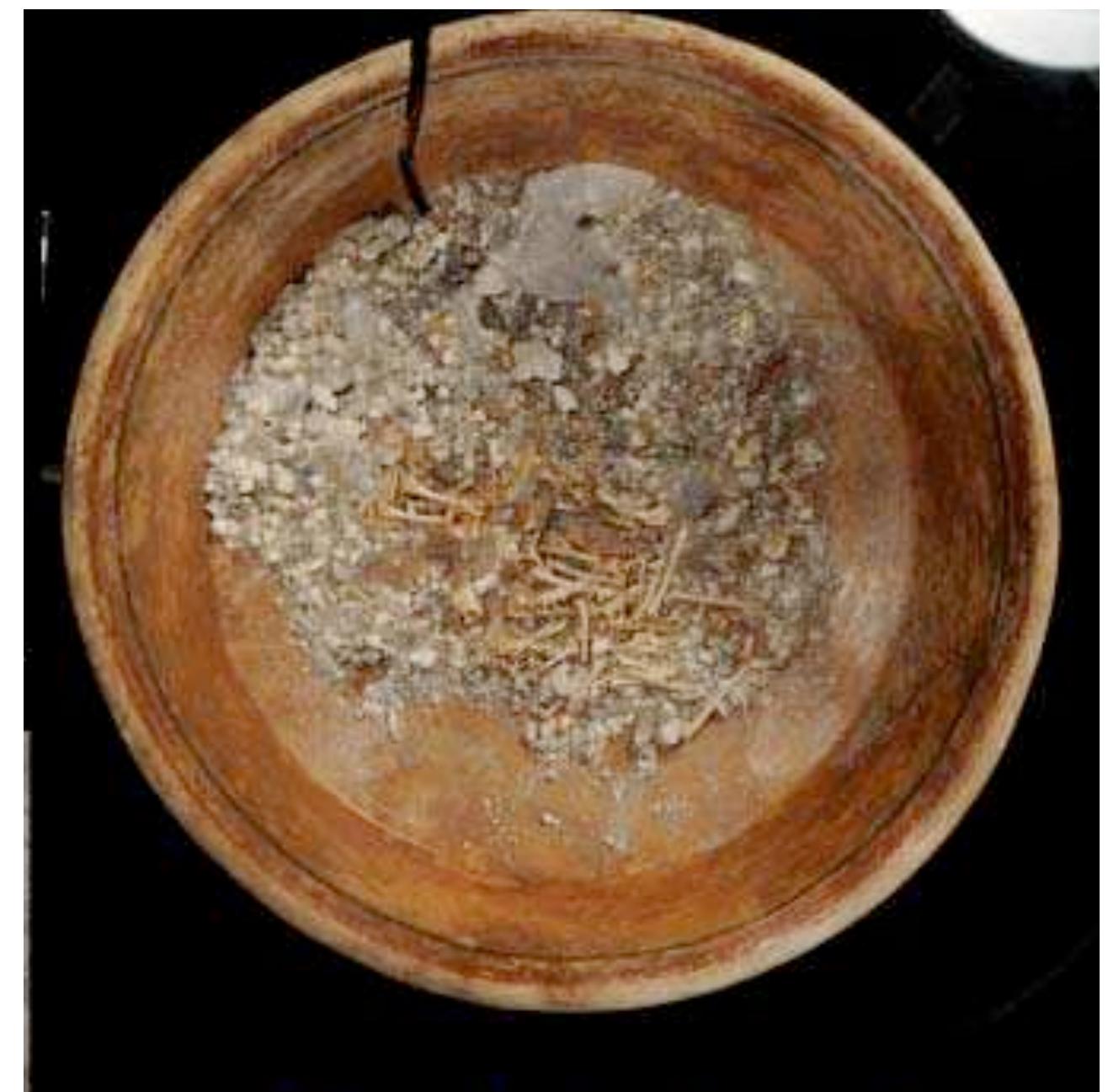 Plan view of vessel 18b, showing remains of two colinus