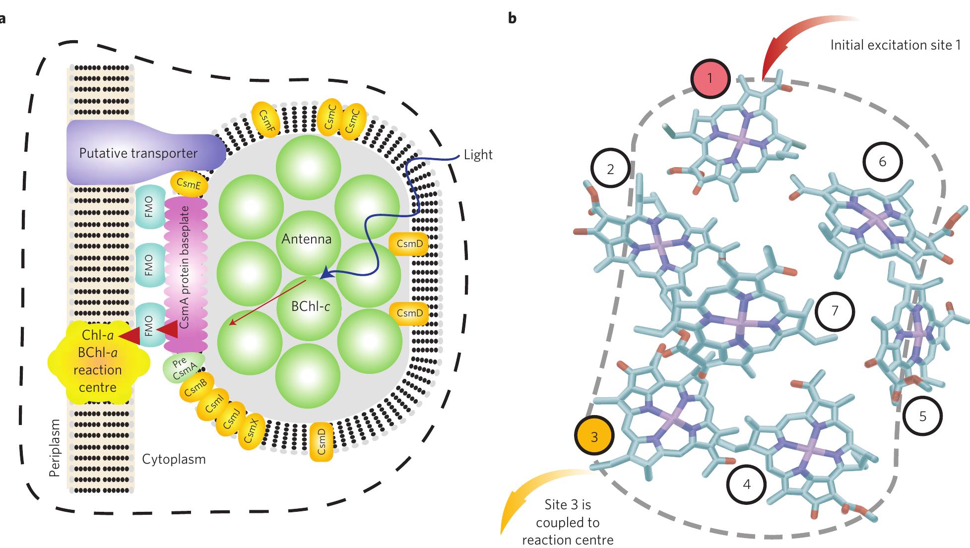 Figure 1 - from Quantum biology