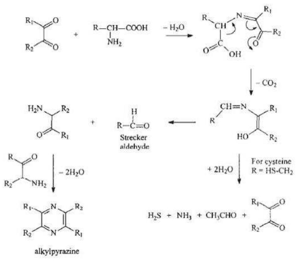 Strecker degradation of amino acids by maillard