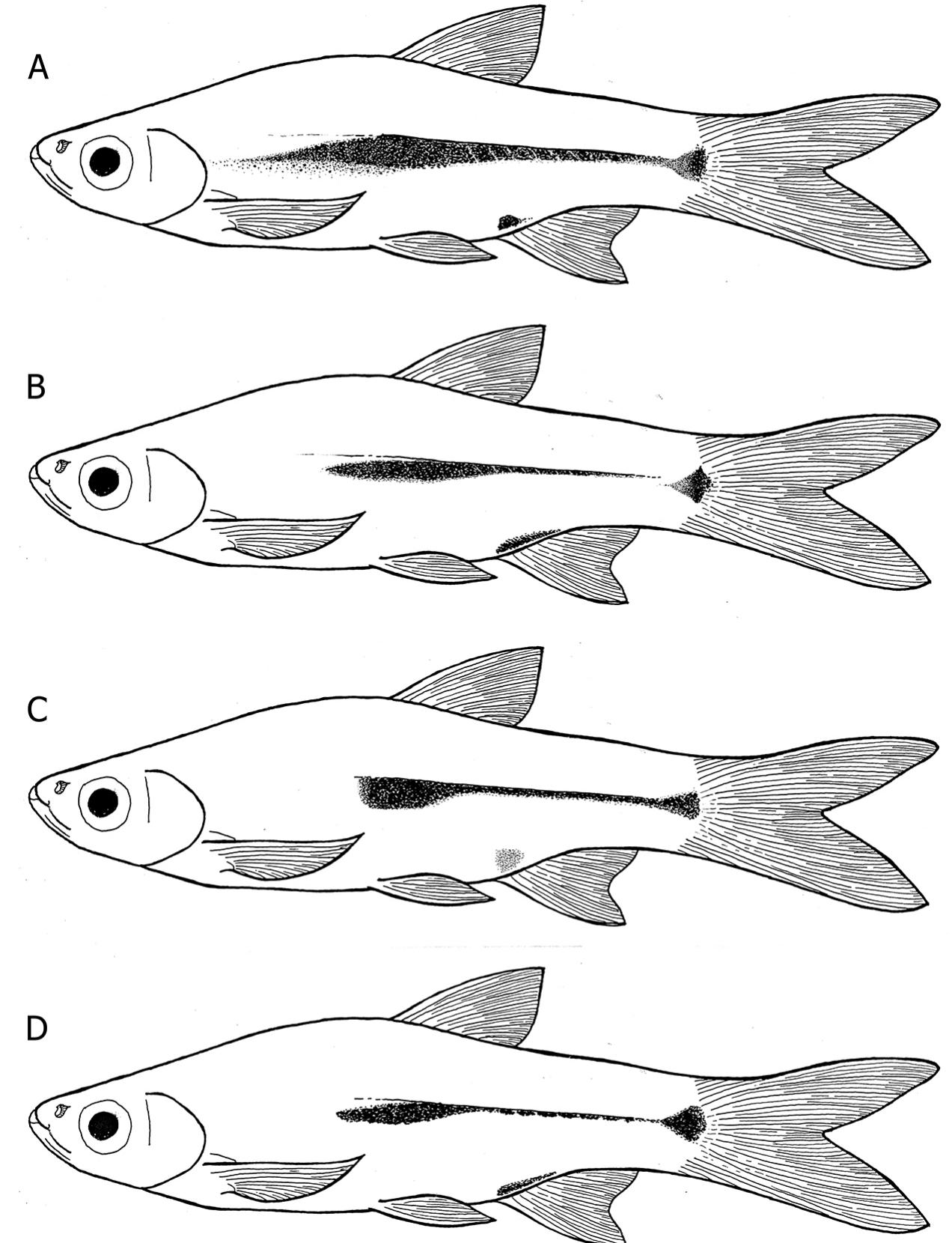 Schematic drawing of left lateral view showing the three