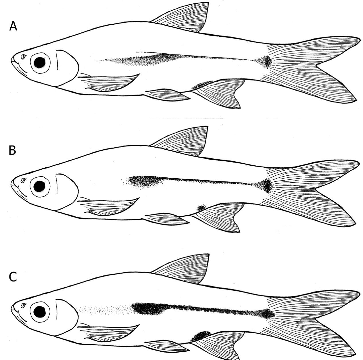 Schematic drawing of left lateral view of three primary