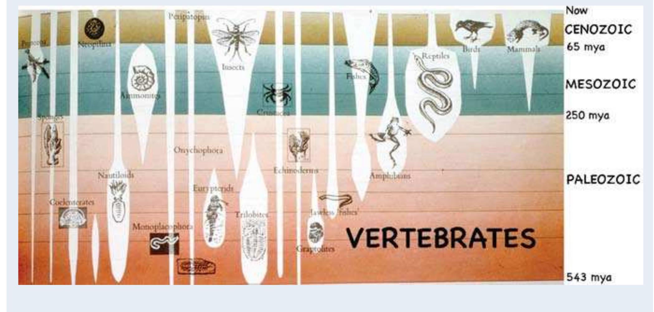 Note the staggered emergence of the different classes of