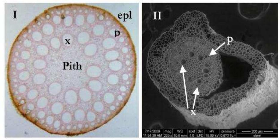 Histology and morphology of dioscorea hispida root. (1) root
