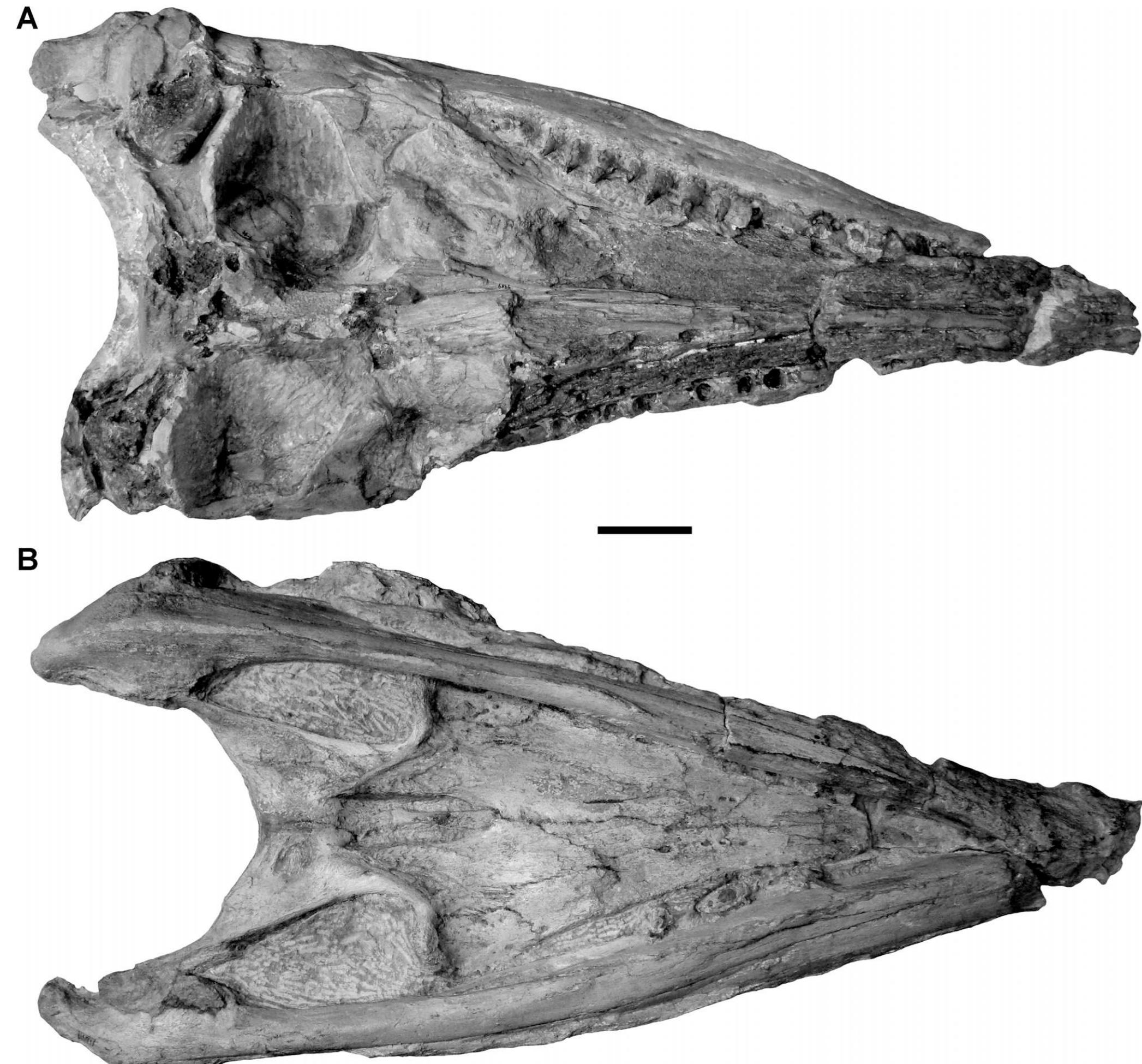 Usnm 4989 (brachauchenius lucasi, holotype) in a, dorsal and