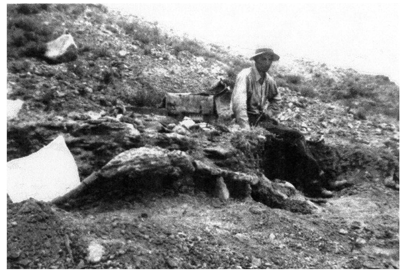 In the right maxilla. preservation of the lower jaw also