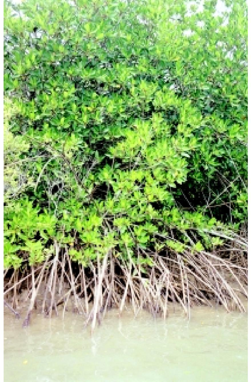 Rhizophora mucronata found along the creeks of