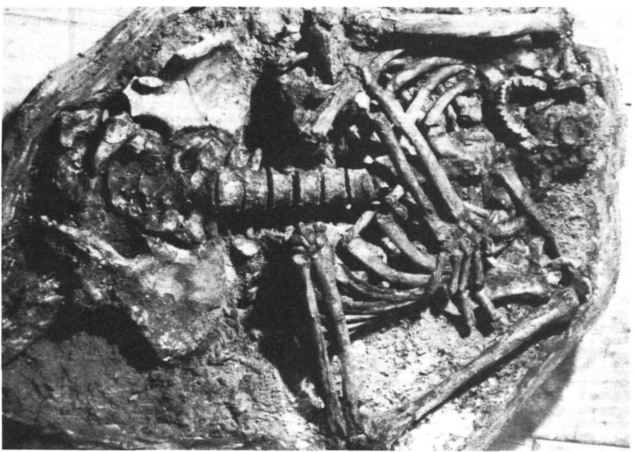 Fic. 14. the burial as exposed in the laboratory (photo: