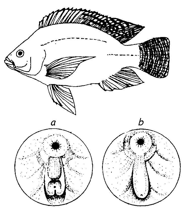 Genital papillae in (a) female, and (b) male tilapia
