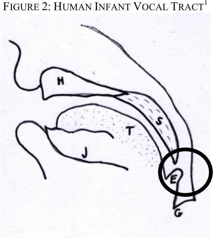 Figure 1 - from What is language? In J. Terrell (ed.)