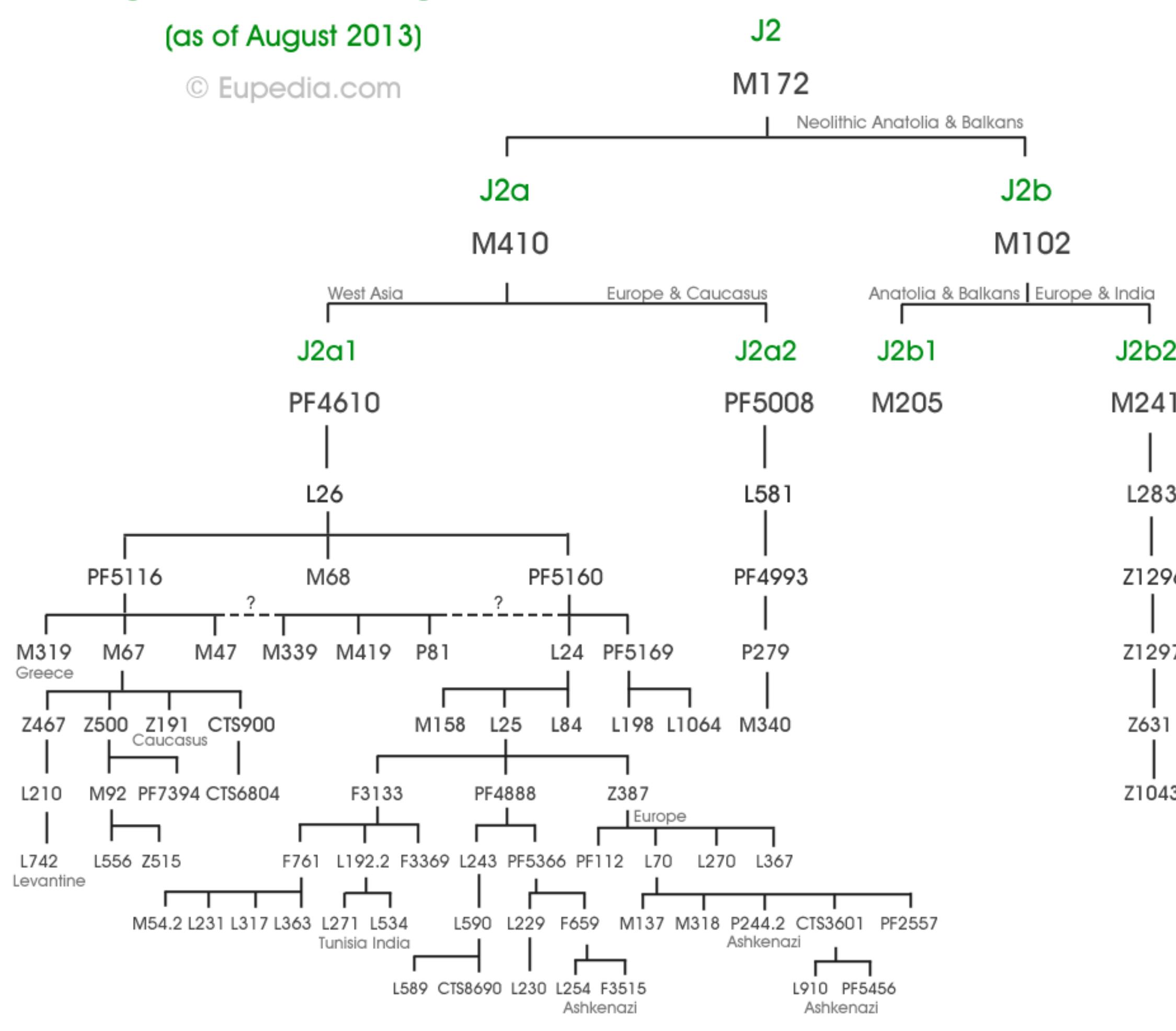 Phylogenetic tree of haplogroup j2 two main subclades divide