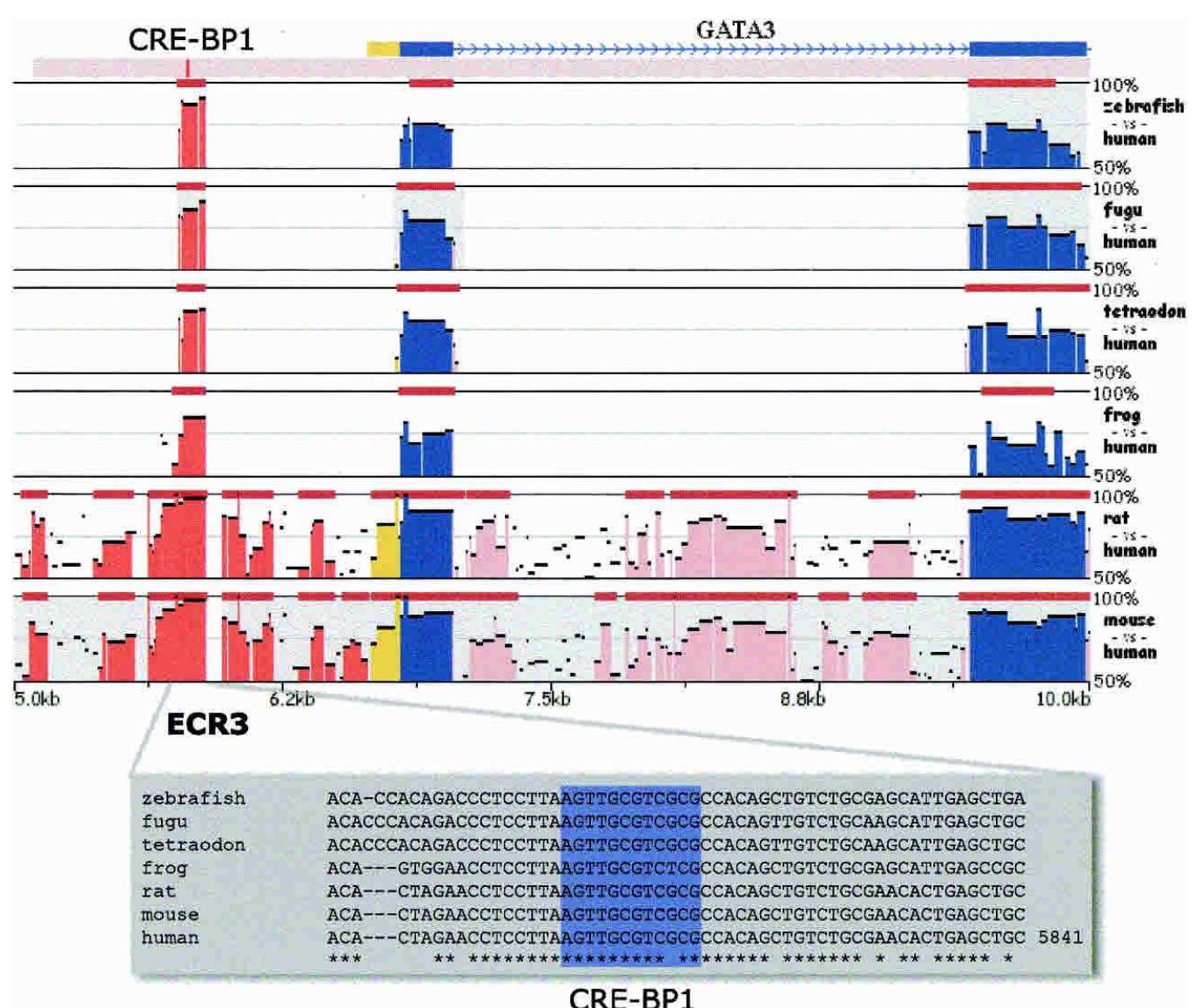 Multitf visualization of cre-bp1 transcription factor