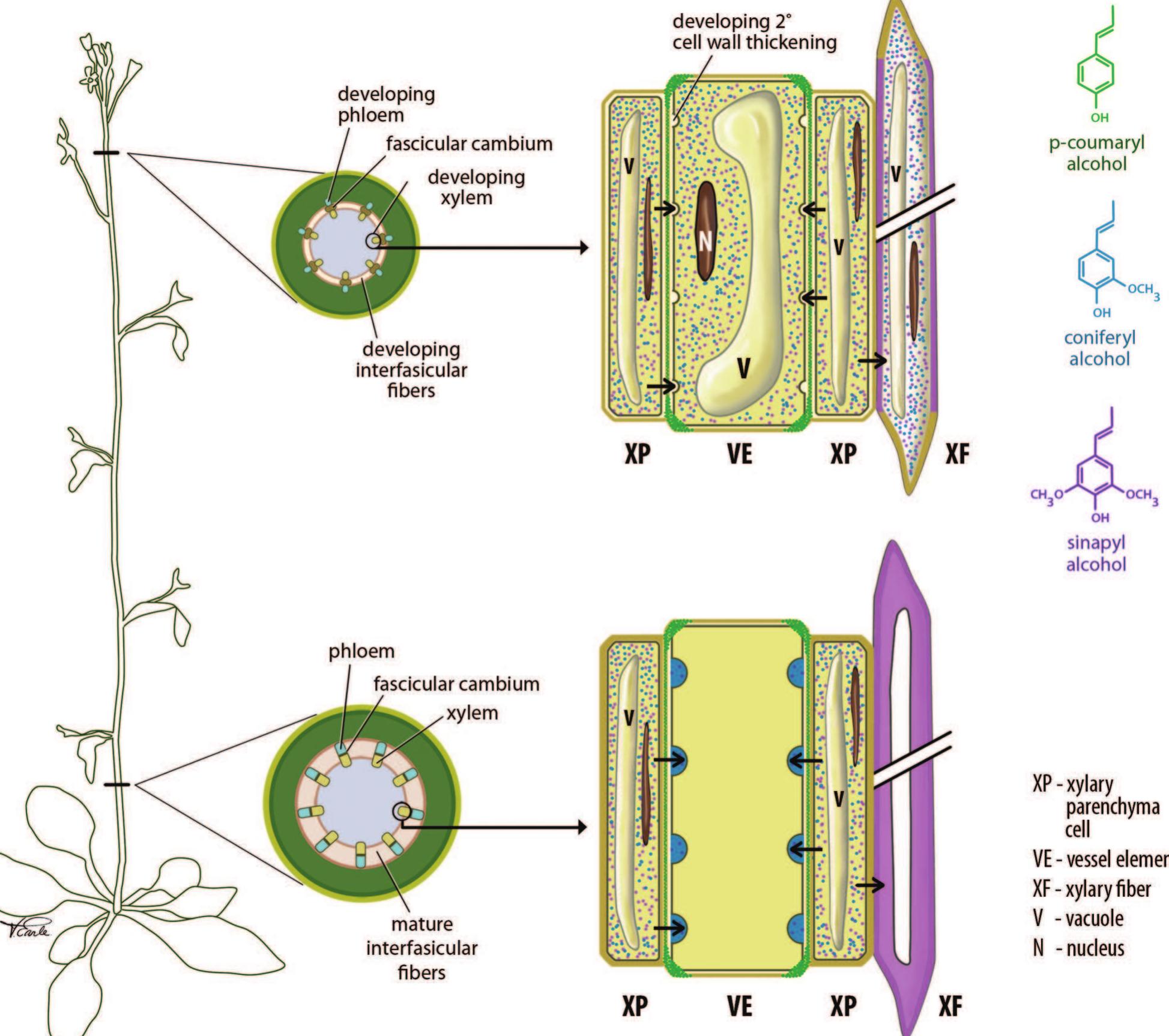 The developmental progression of xylem cell types in the
