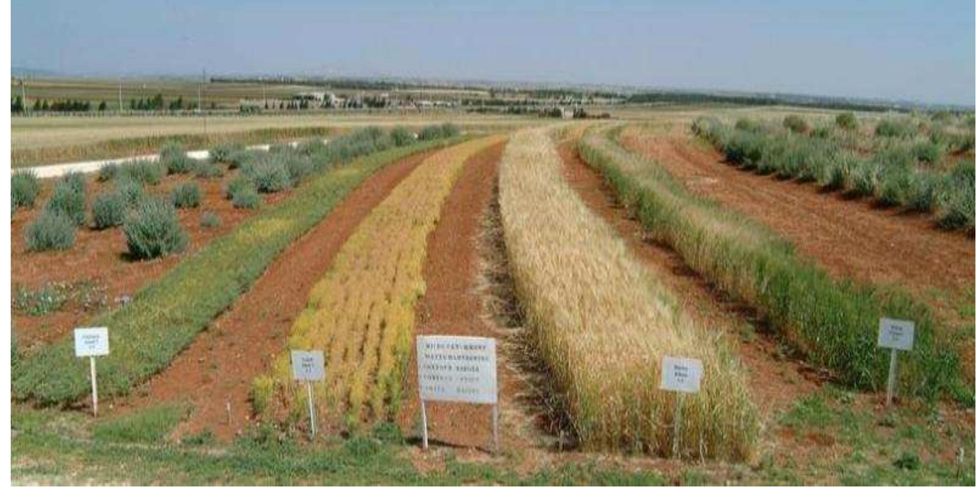 Various micro-catchment water-harvesting systems applied at