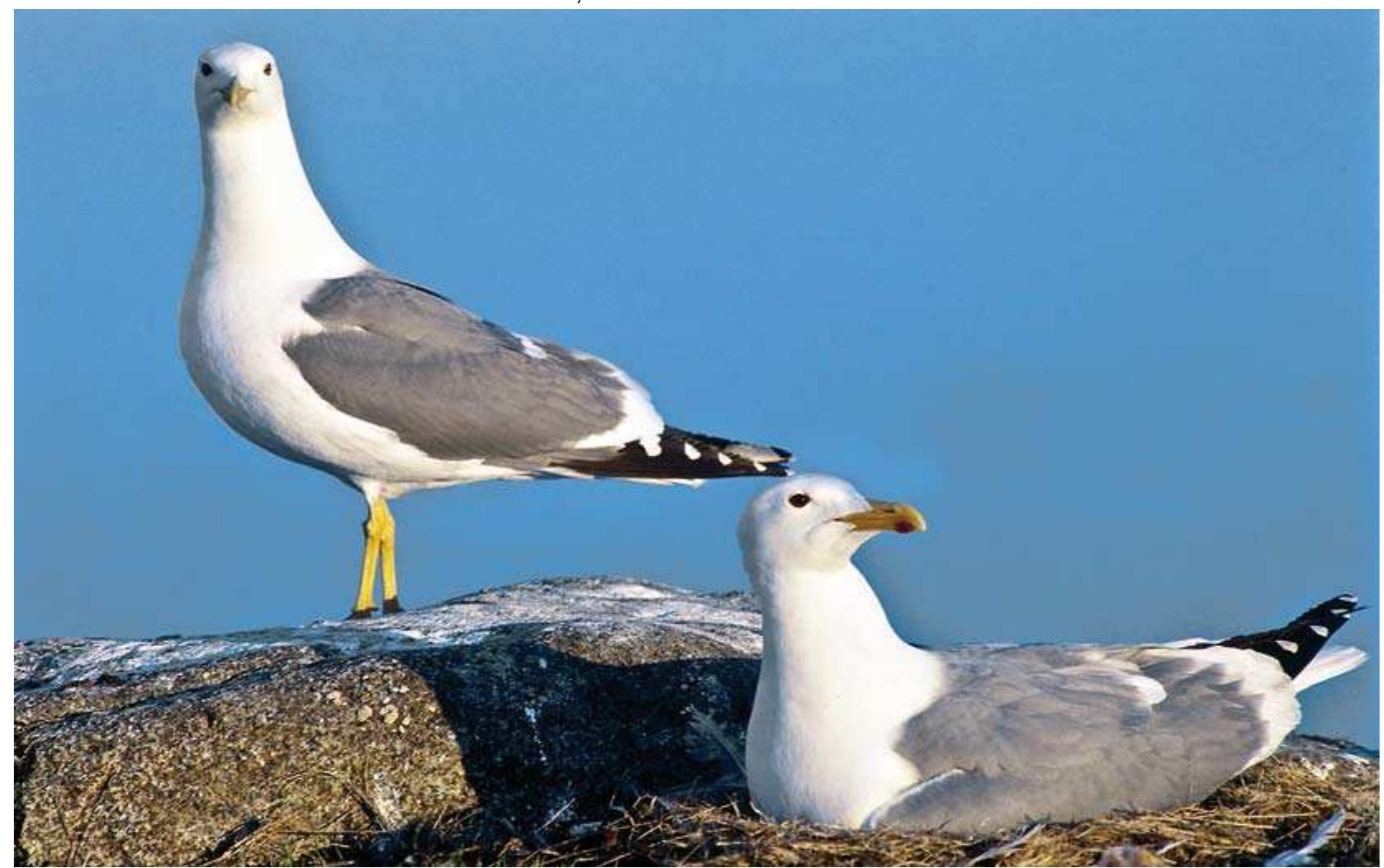 Figure 2 - Taimyr Gulls Larus taimyrensis: evidence for