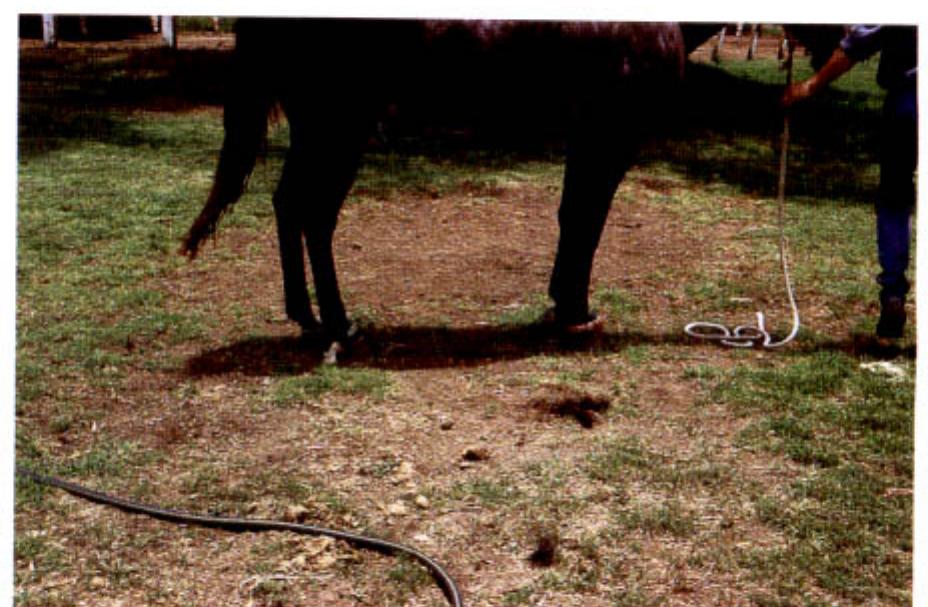 20 hobbled mount mare (to prevent traumatic injuries to the