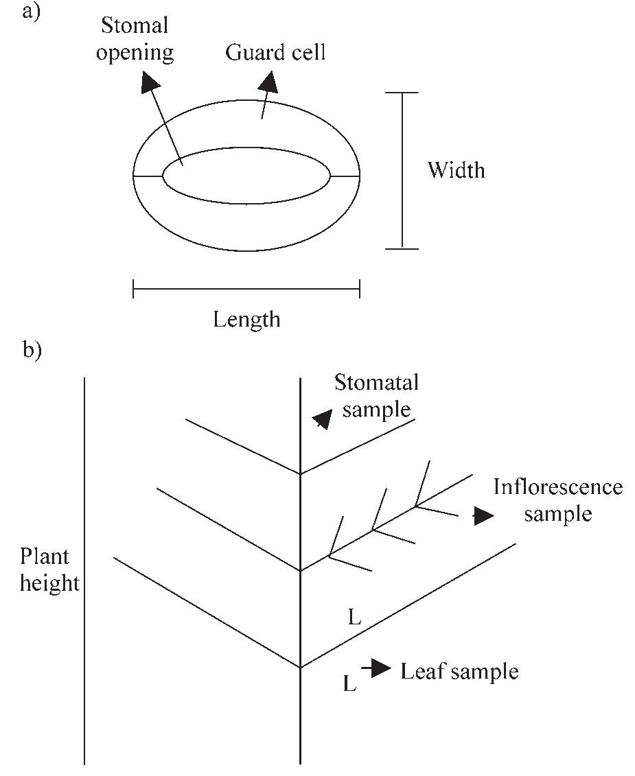 - a) diagram of a stoma indicating the positions used to