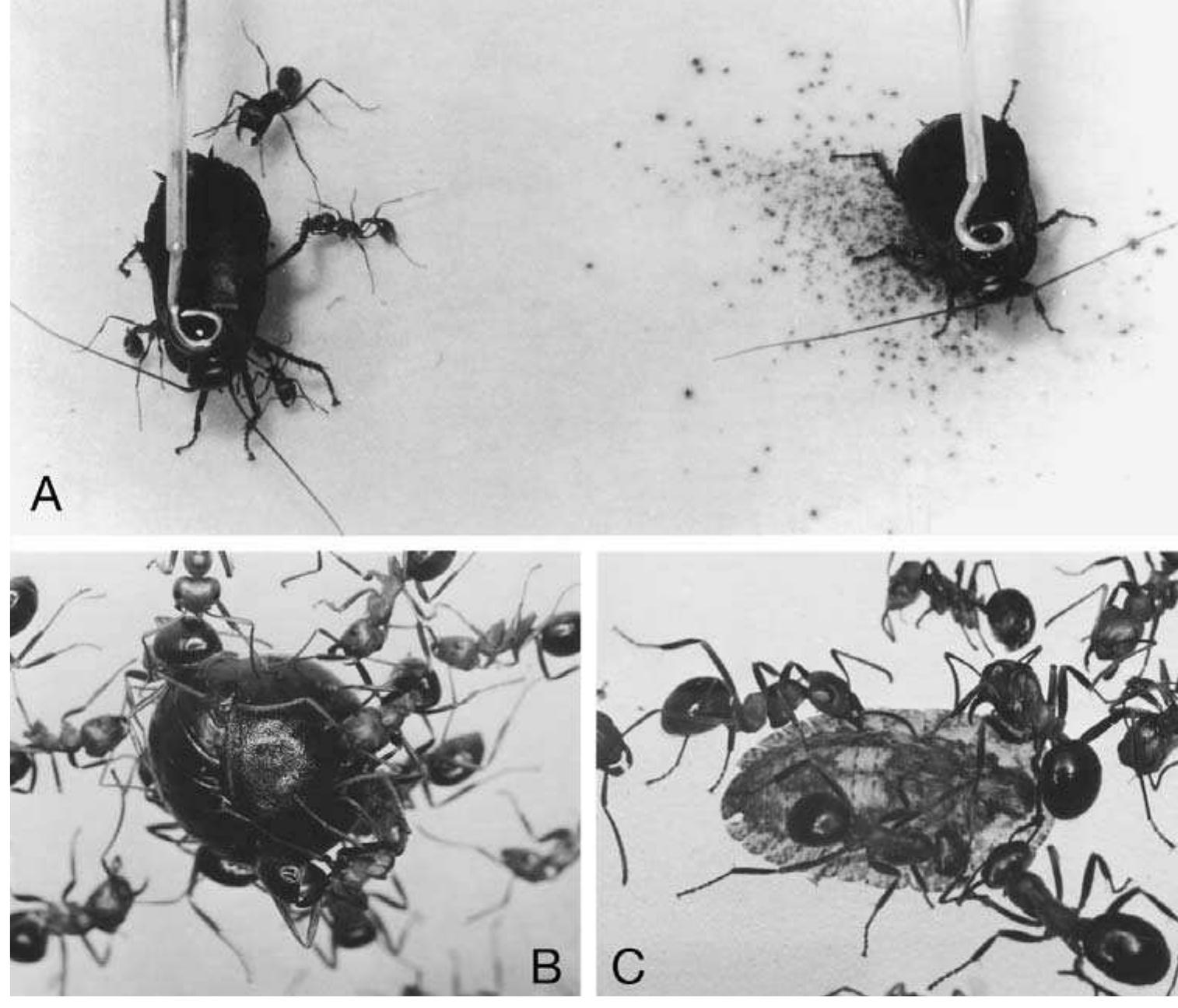 11 mechanisms of cockroach defense against ants. (a)