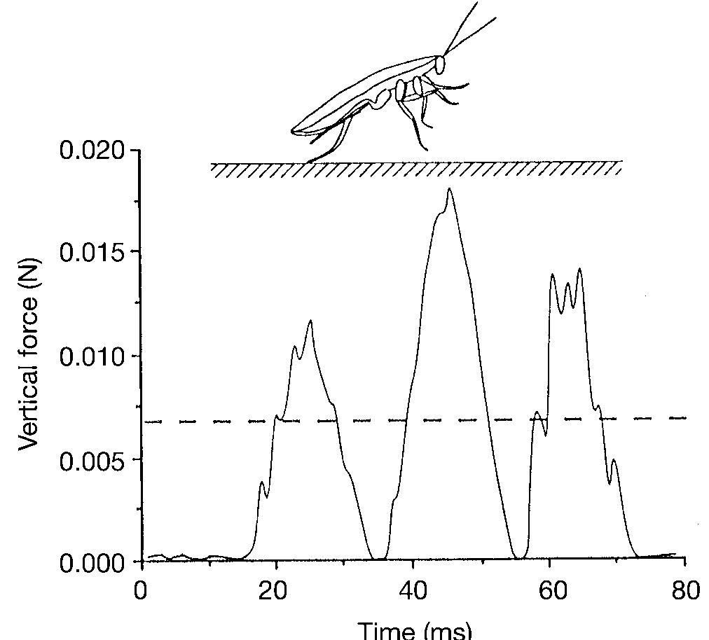 1 Ground Reaction Force Pattern For Periplaneta Ameri Cana
