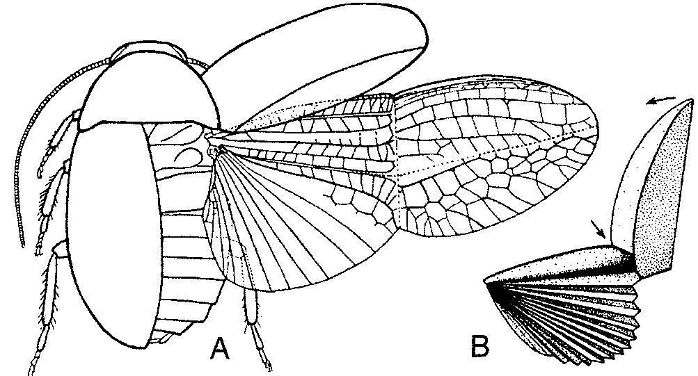 9 wing folding in diploptera punctata; (a) dorsal view,