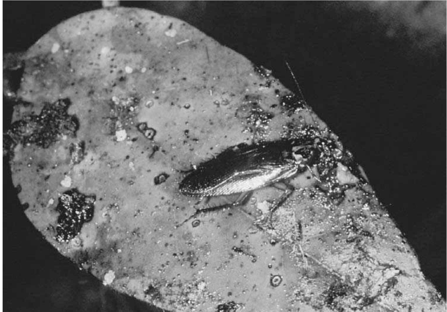 4 beybienkoa sp., night foraging on leaf surface material,