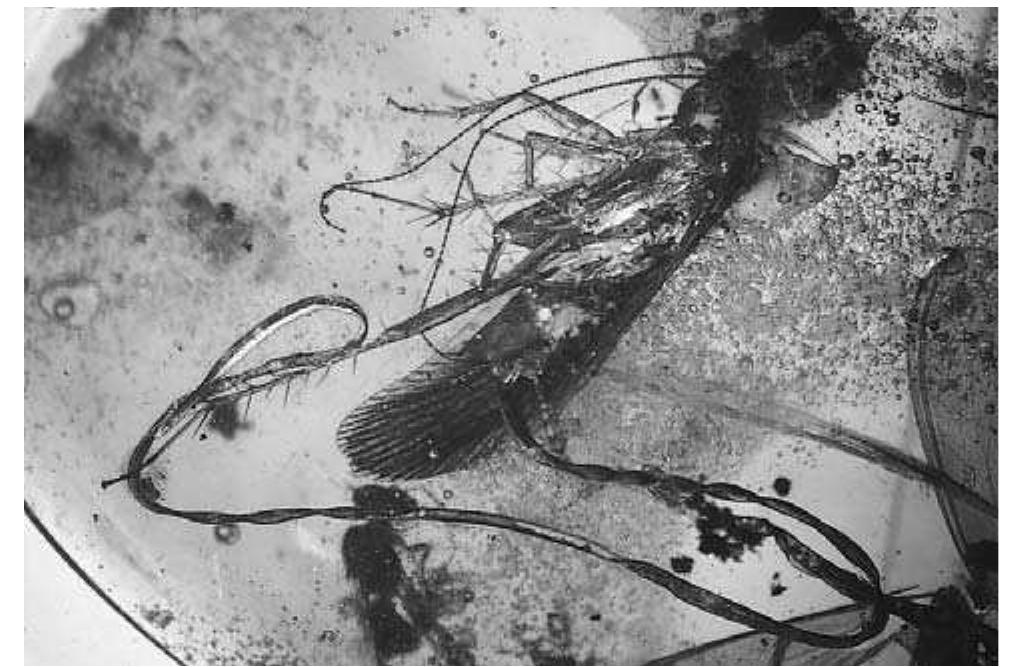 10 hairworm parasite (paleochordodes protus) of an adult