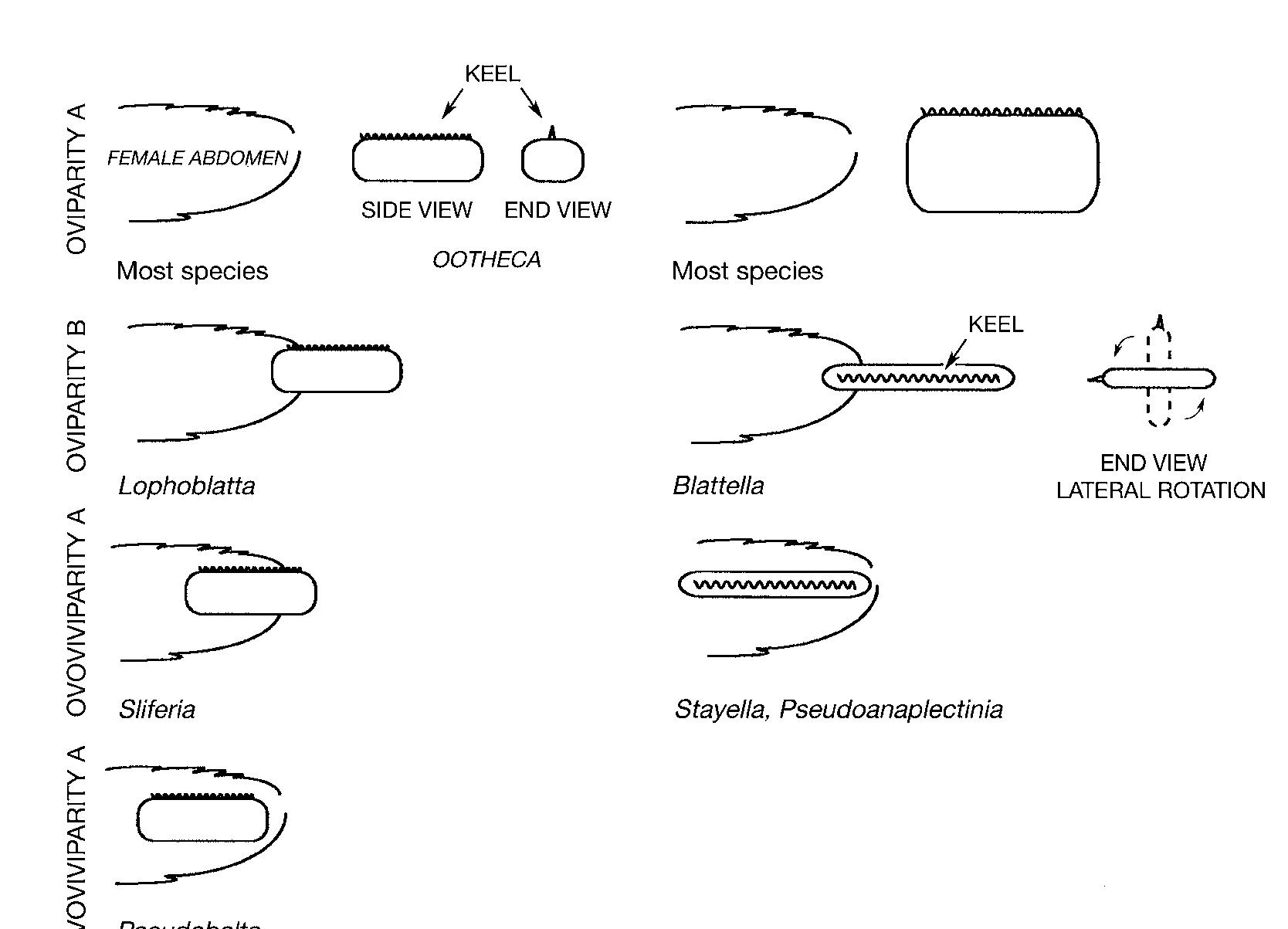 7 diagram of presumed sequence of stages in the evolution of