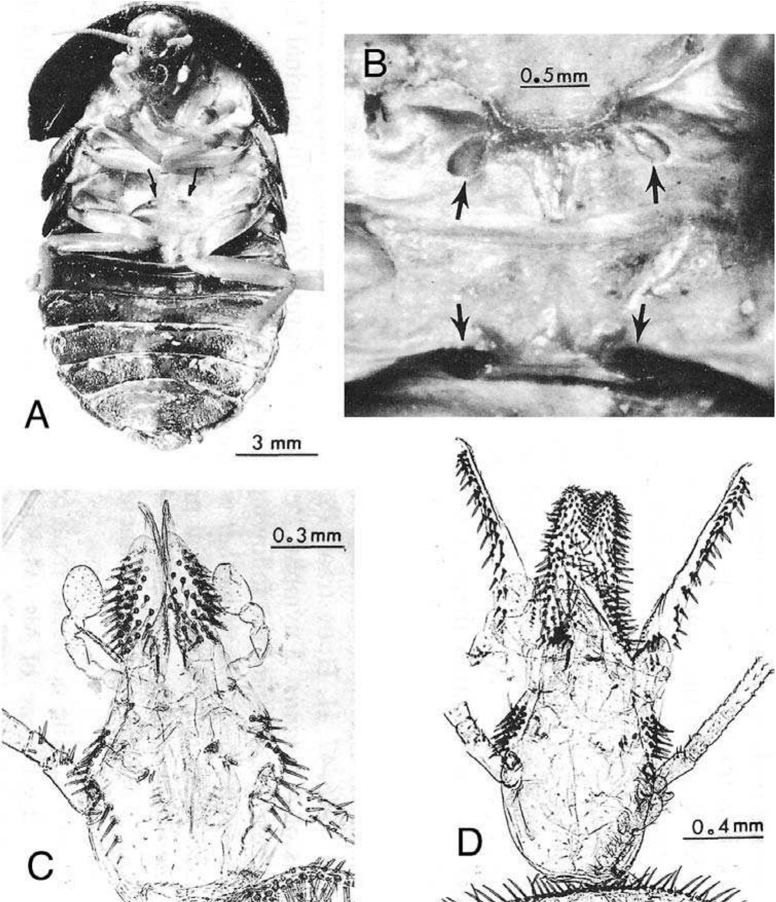 5 perisphaerus sp. from the philippines. (a) ventral view of