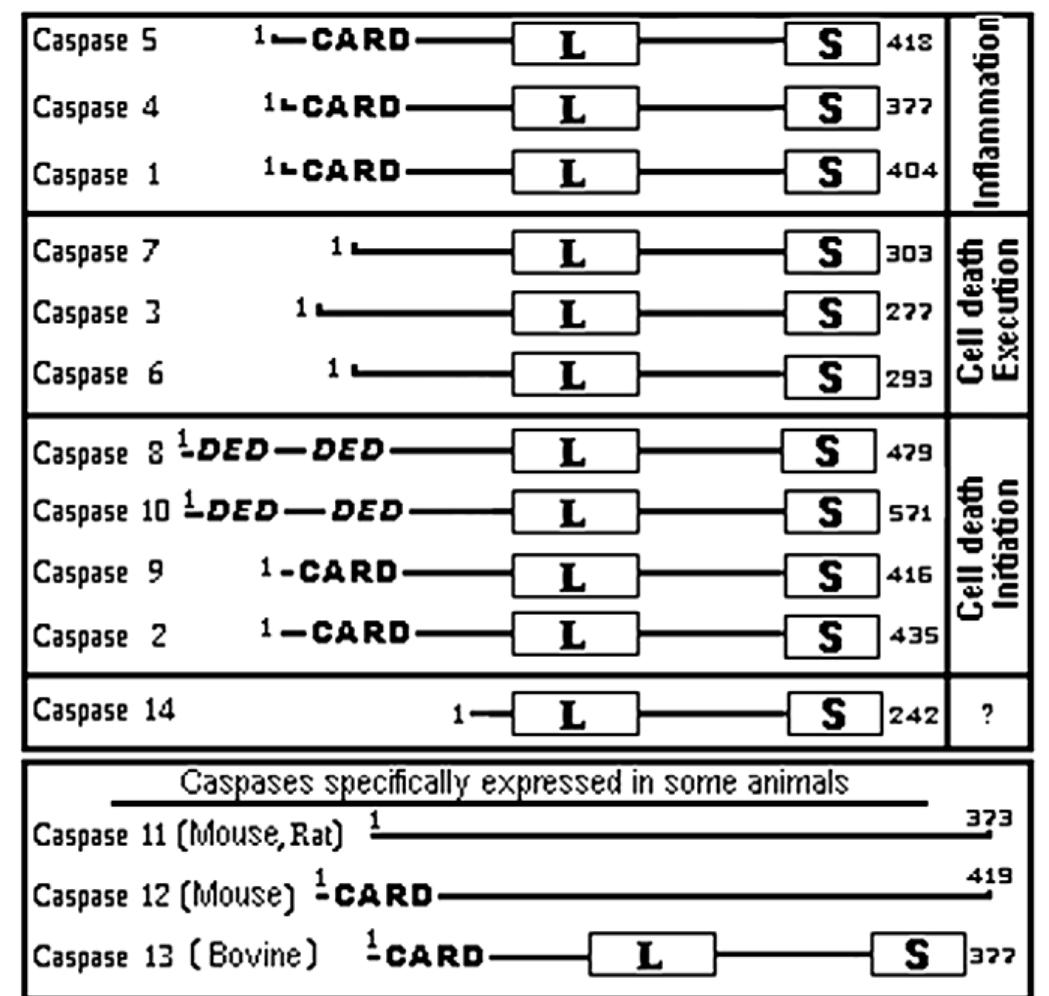 Schematic structure of caspase precursors identified in