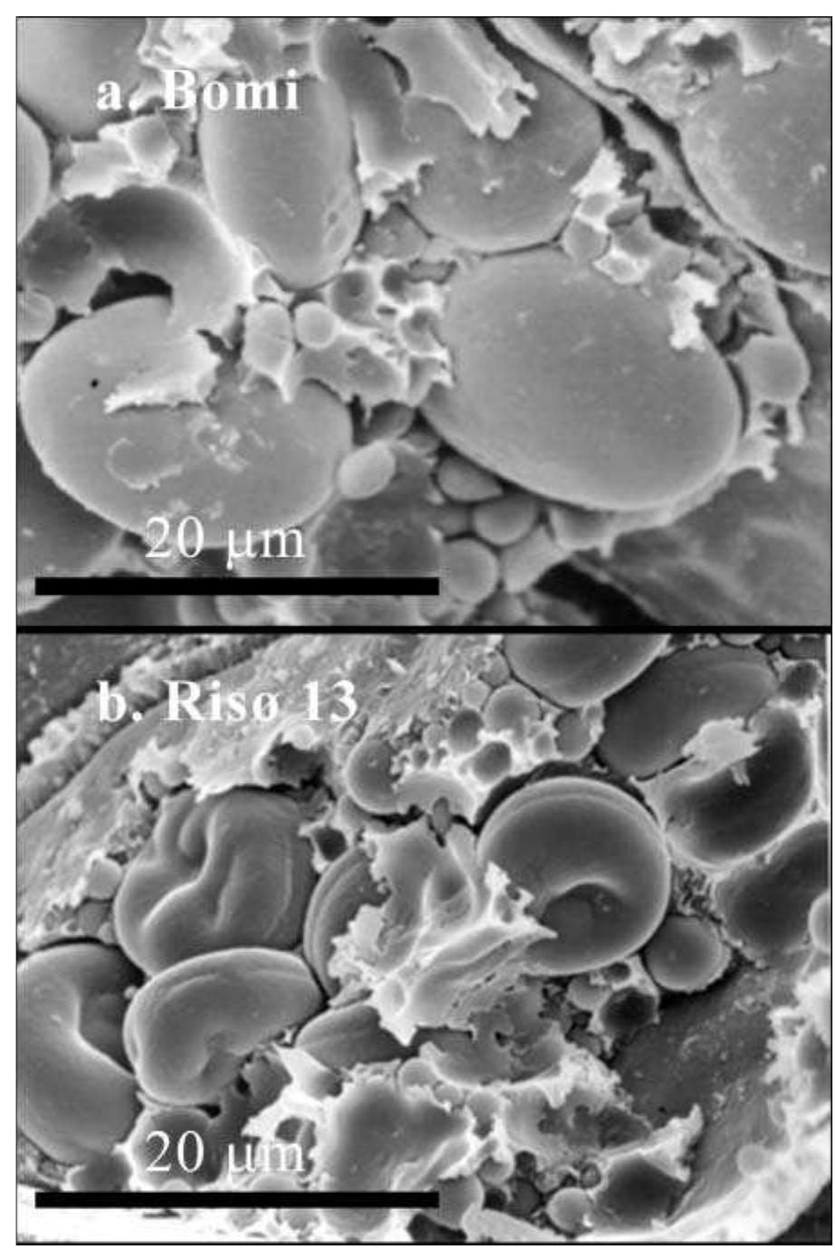 Scanning electron microscopy of barley grains. mature grains