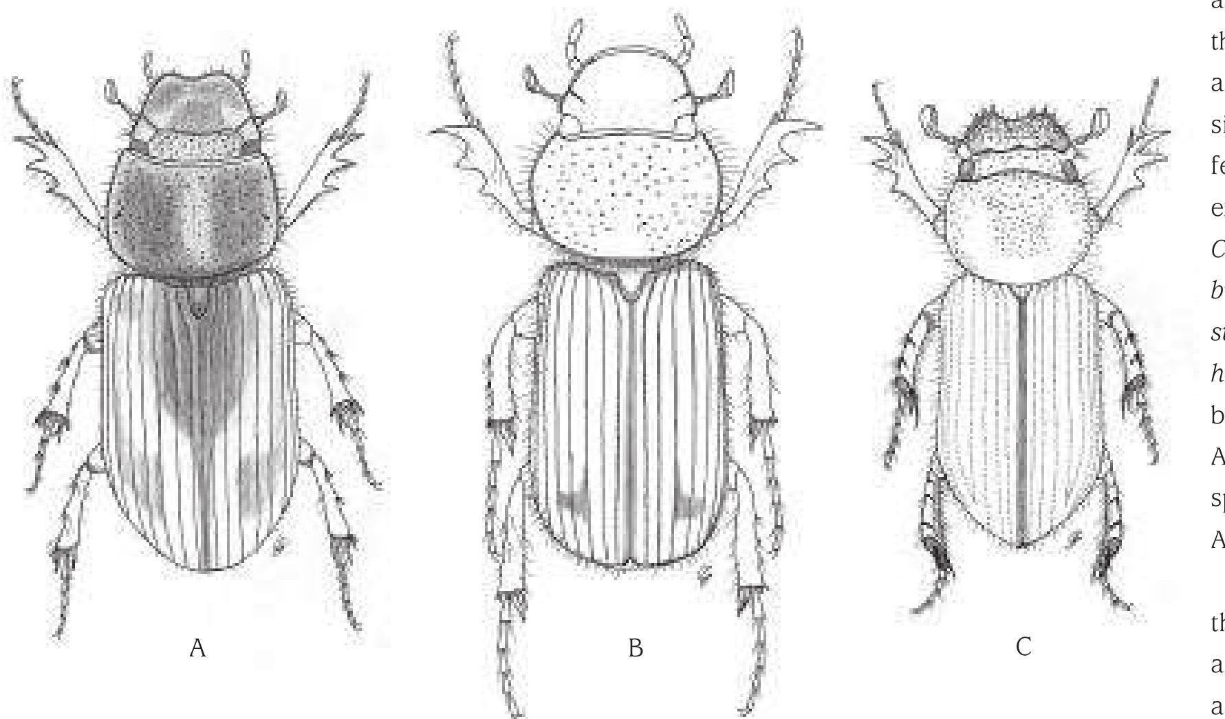 Small scarab dung beetles from the uae: a. aphodius arabicus