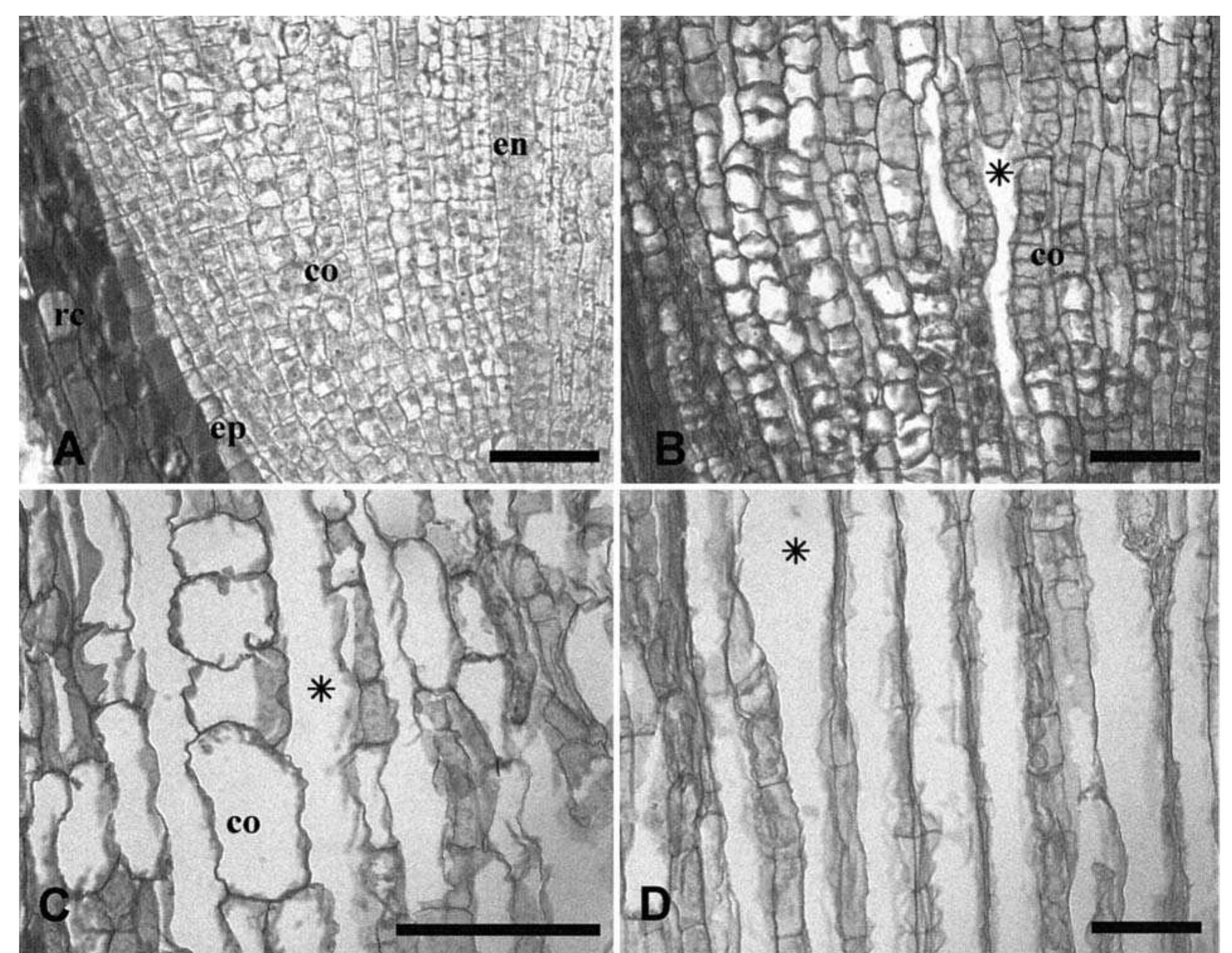 A-d. longitudinal sections of anchor roots of sonneratia