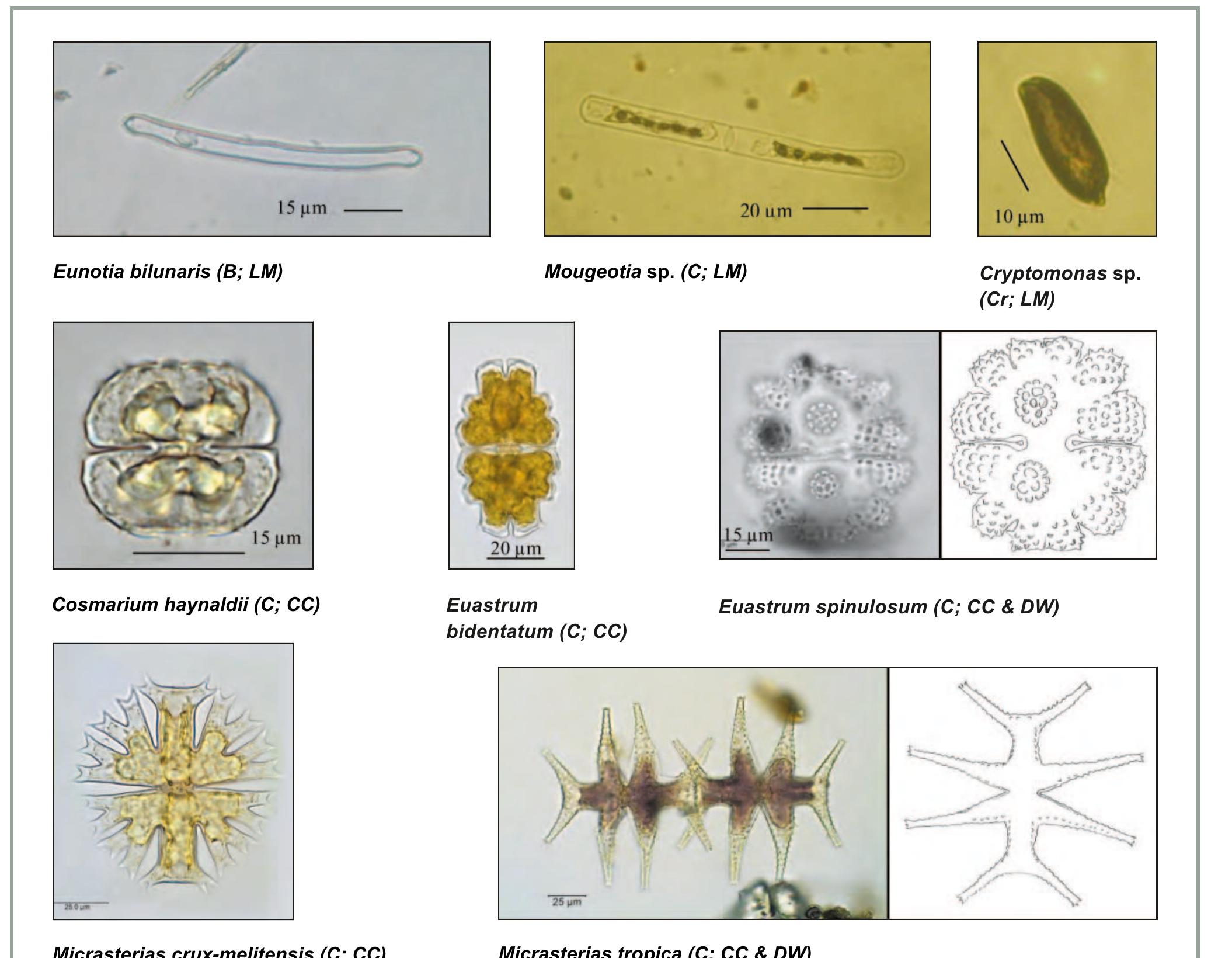 Microalgae contribute to key ecosystem services, such as