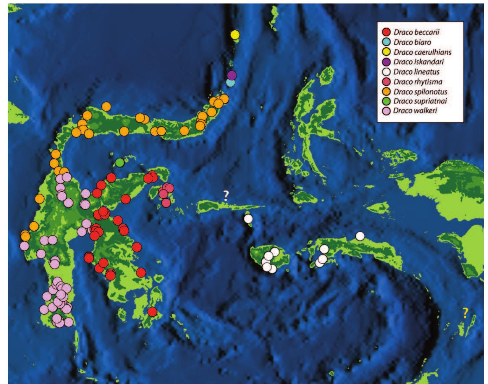 Fic. 3.—distribution map for the draco lineatus group. the