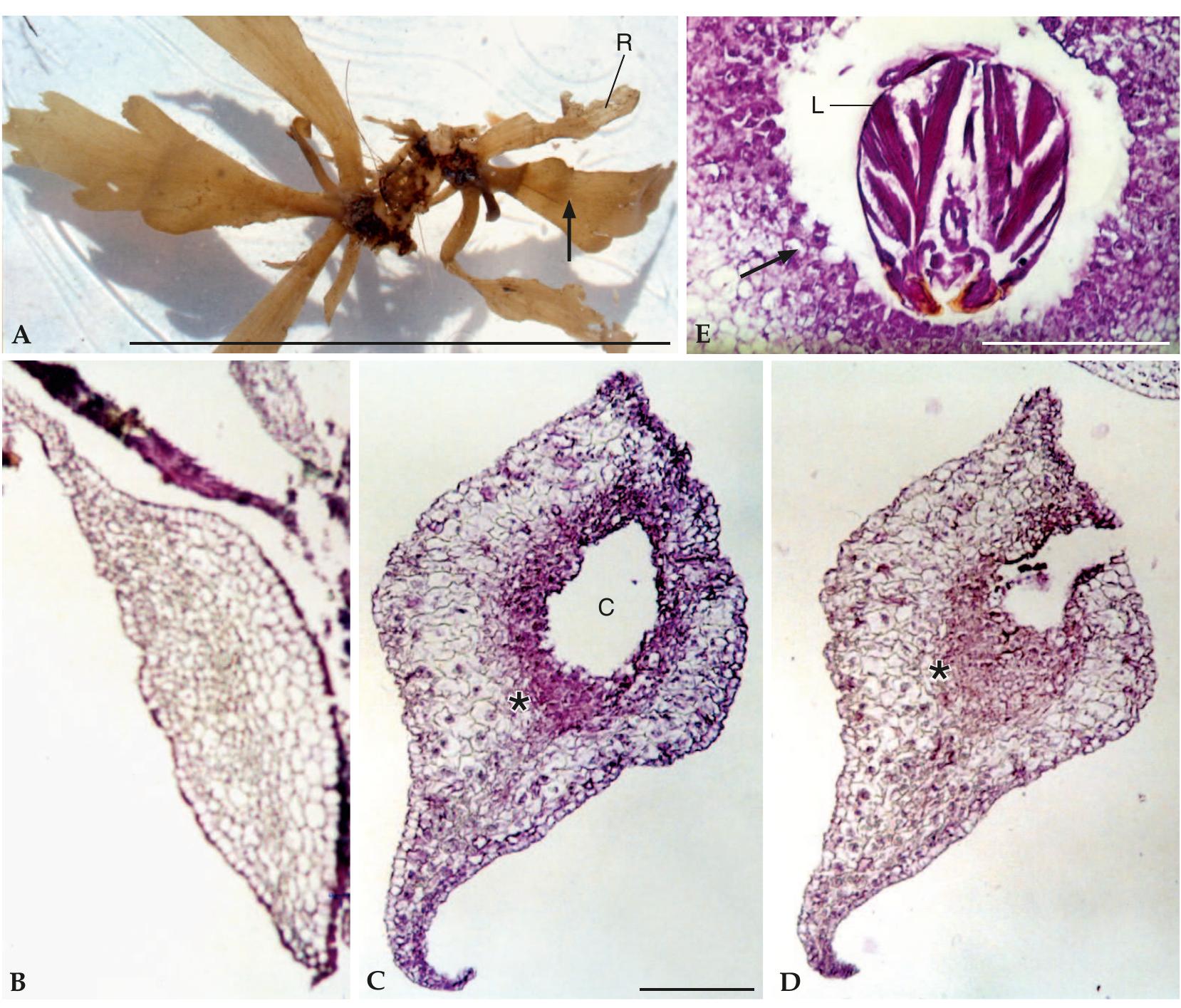 Leaf galls in marathrum utile. a. preserved shoots arising