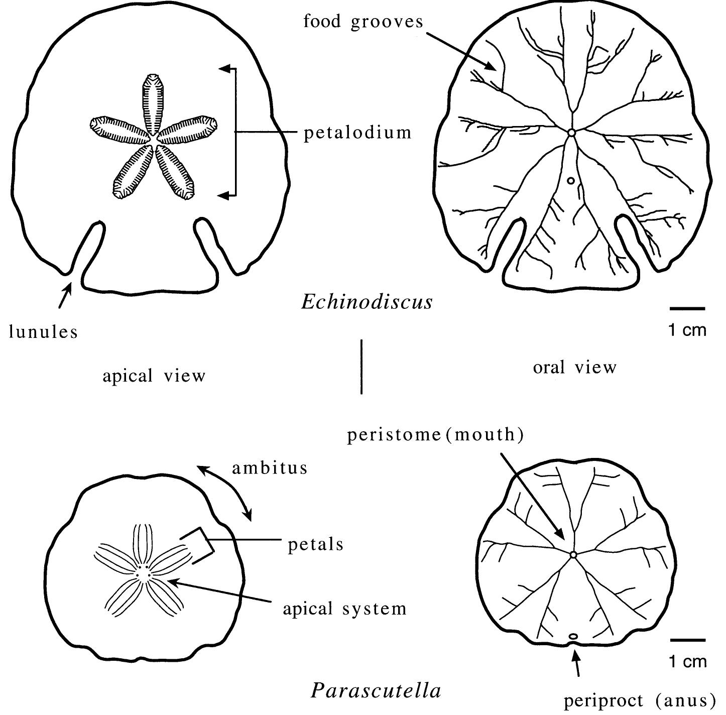 Schematic morphological comparison of echinodiscus and