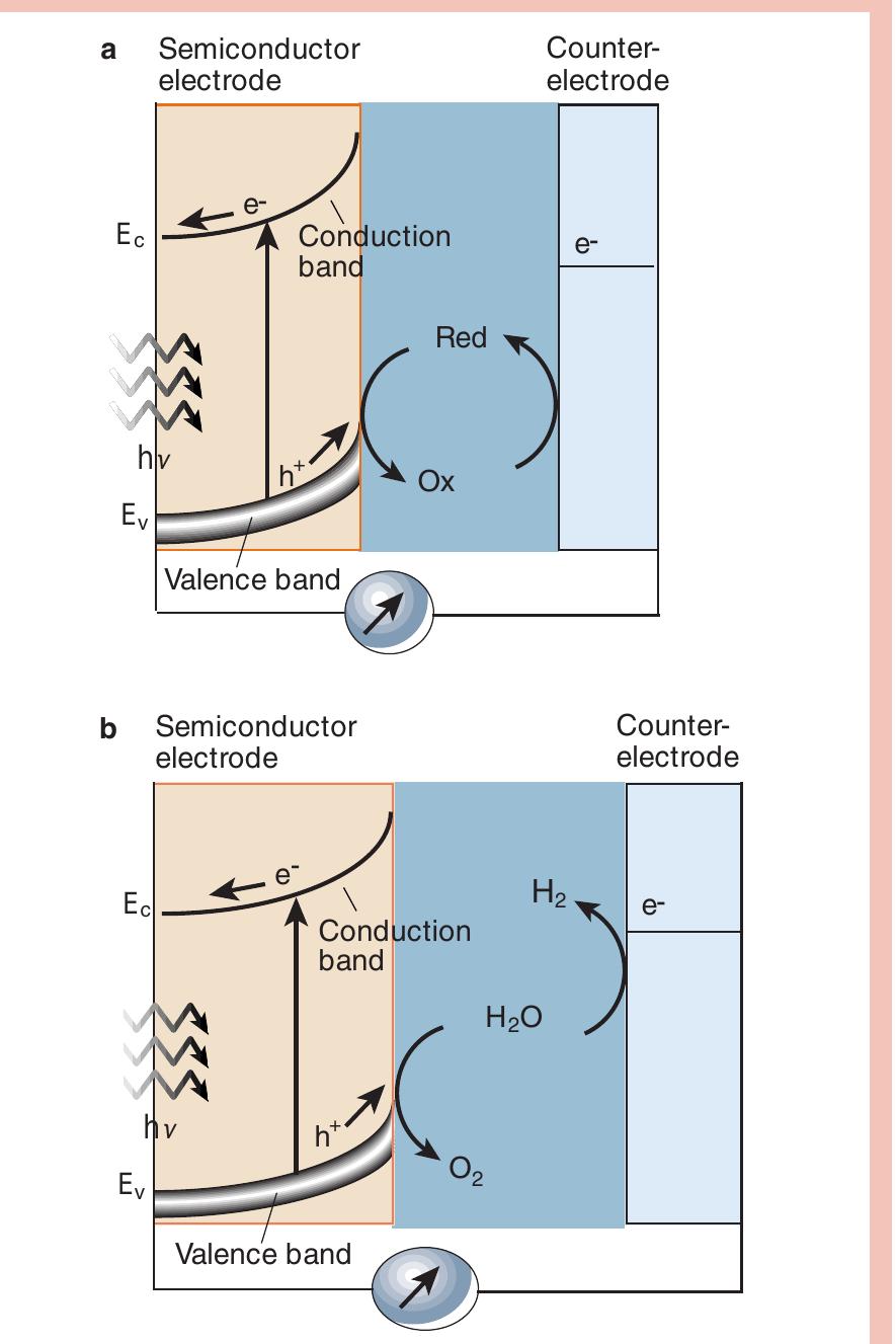 Figure 1 - from 2001 Macmillan Magazines Ltd