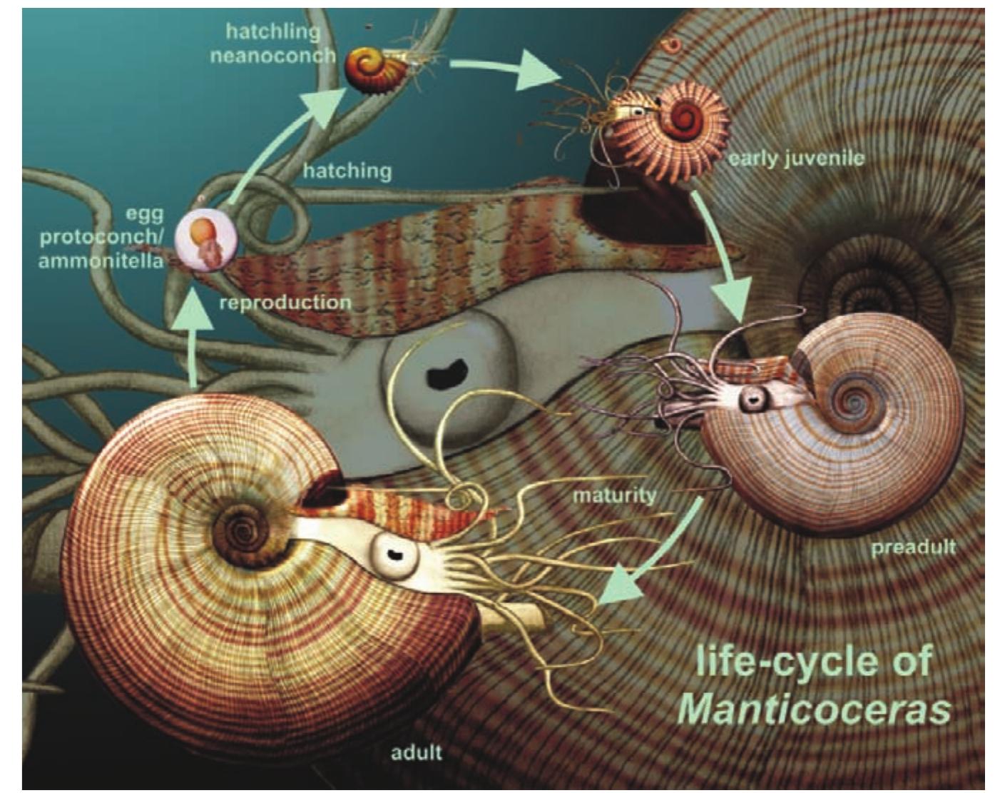 Figure 33 - from Cephalopods Present and Past